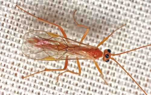 Genus Absyrtus · iNaturalist