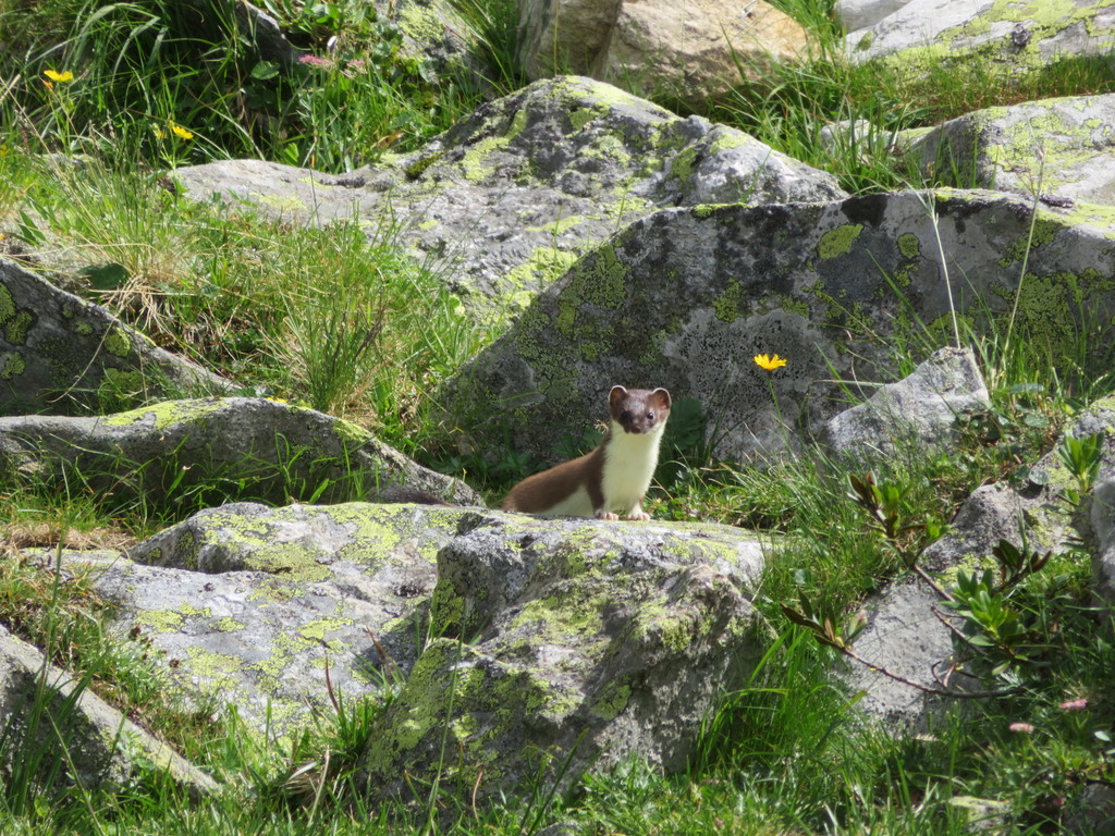 Eurasian Stoat from East Tyrol, Austria on August 13, 2021 at 12:23 PM ...