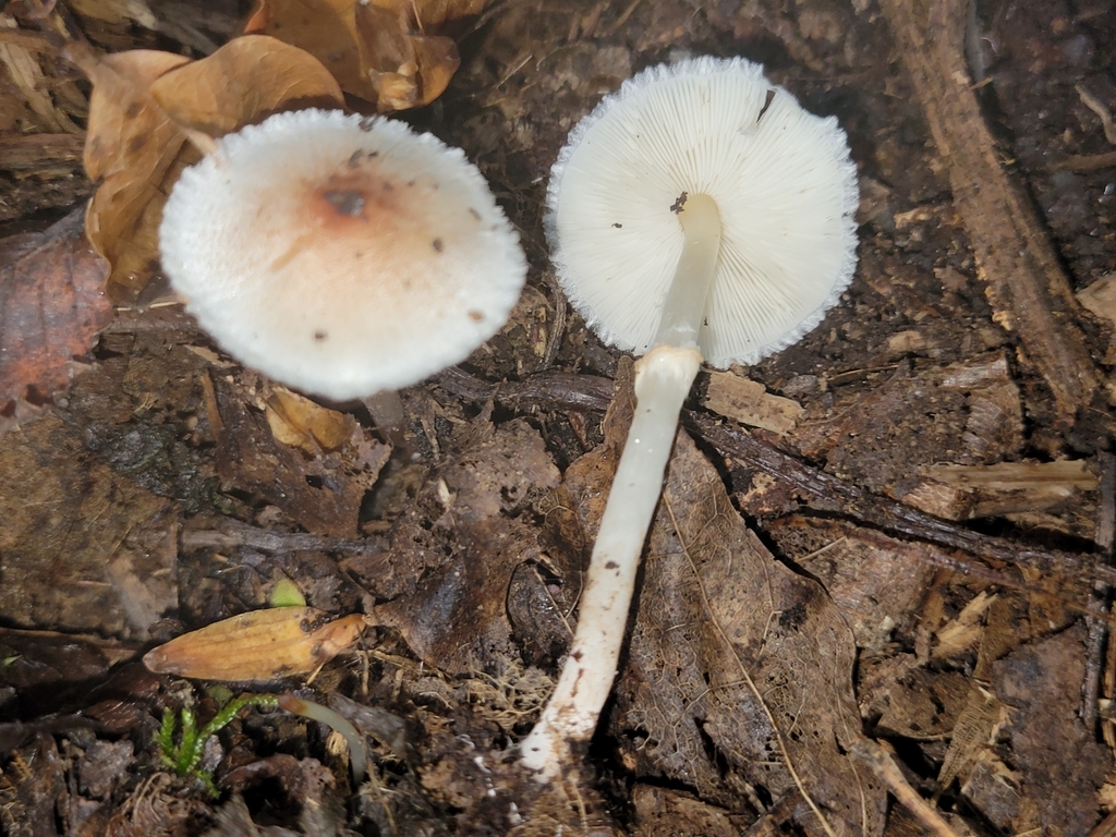 Stinking Dapperling from Olive Township, IN, USA on October 21, 2021 at ...
