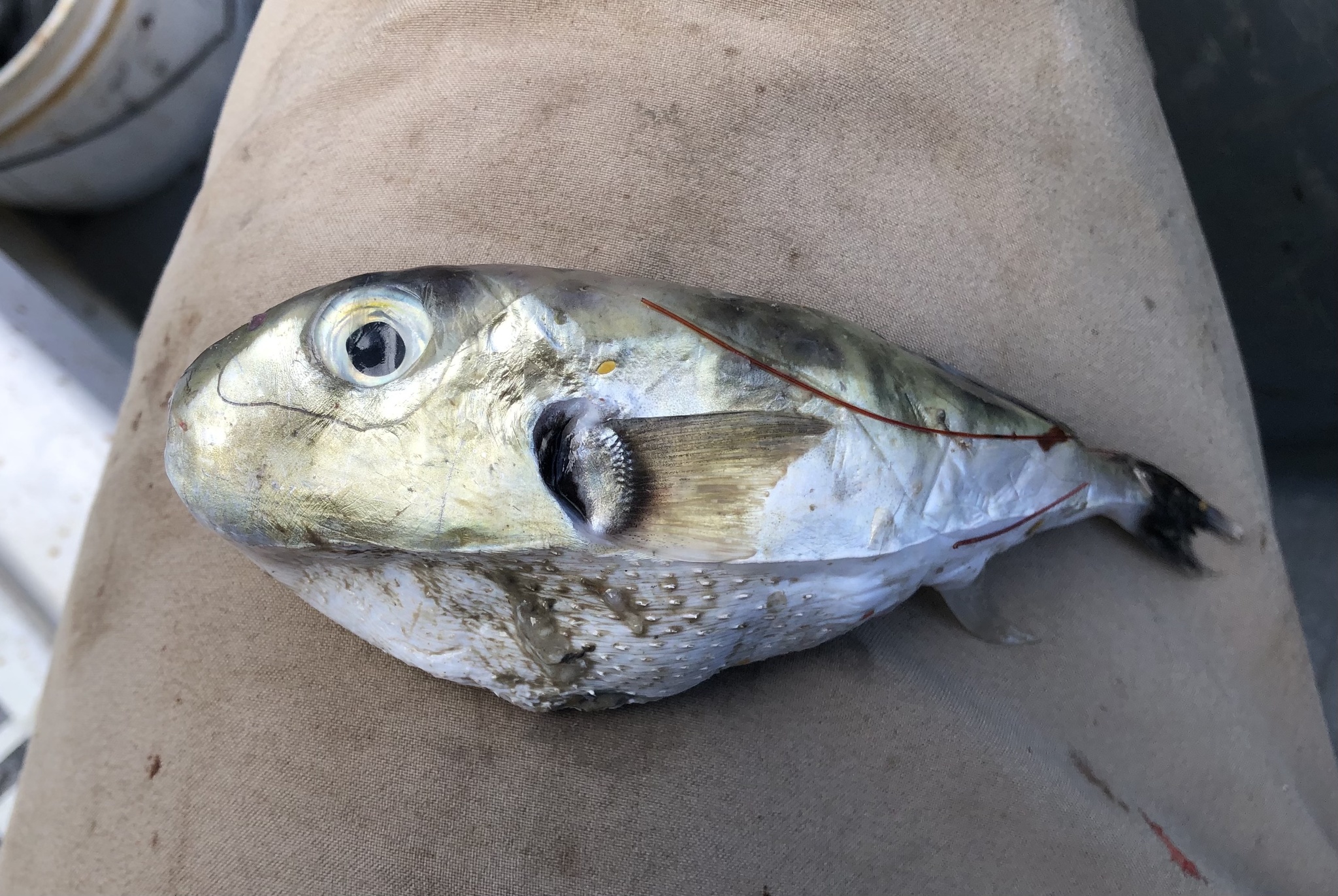 Lagocephalus laevigatus (Linnaeus, 1766)