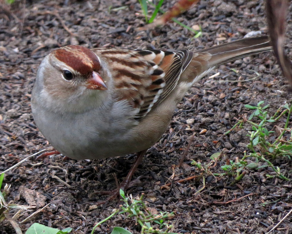 White-crowned Sparrow from Bowling Green, OH, USA on October 21, 2021 ...