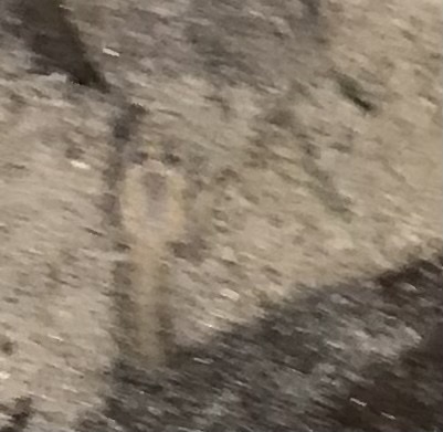 Eurycea neotenes Bishop & Wright, 1937