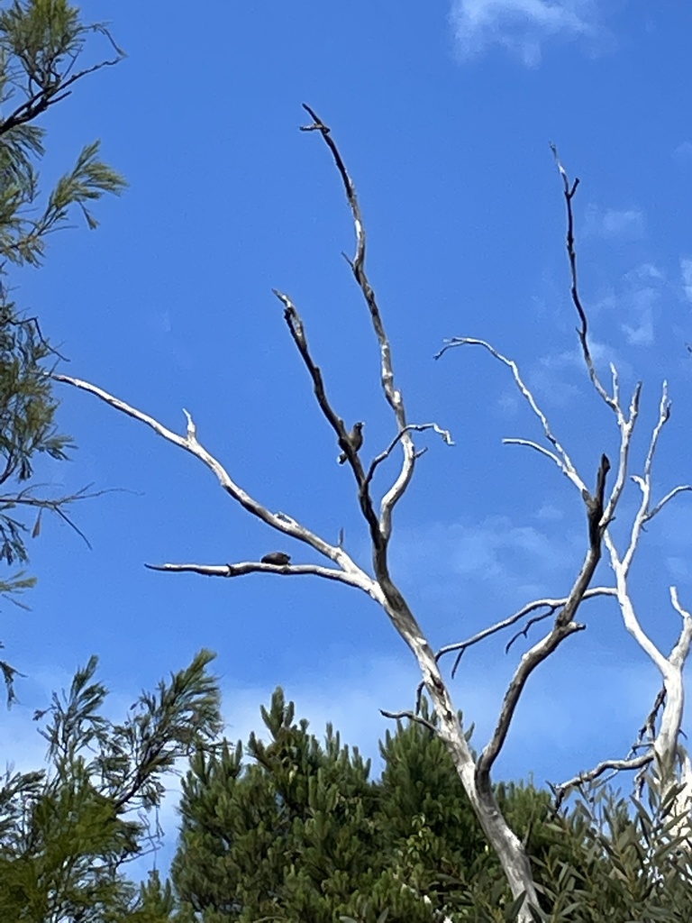 Common Myna from Boundary East Track, Frankston South, VIC, AU on ...