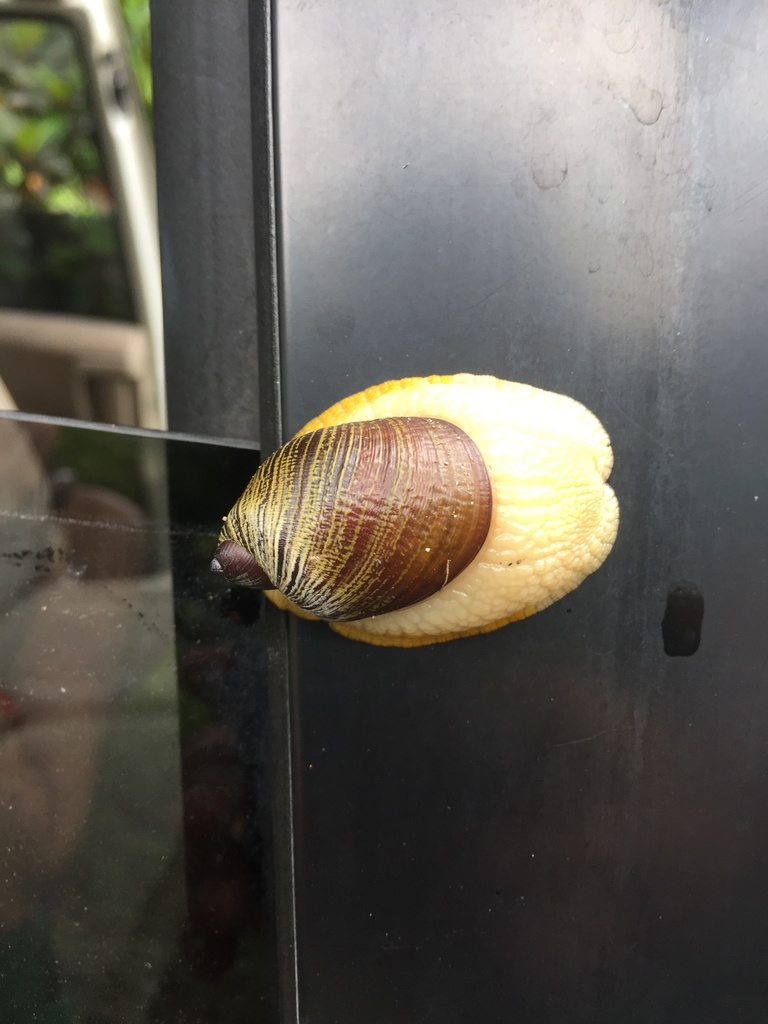 Widemouth Bulimulus from Dominica, Dominica, DM on June 18, 2017 at 10: ...