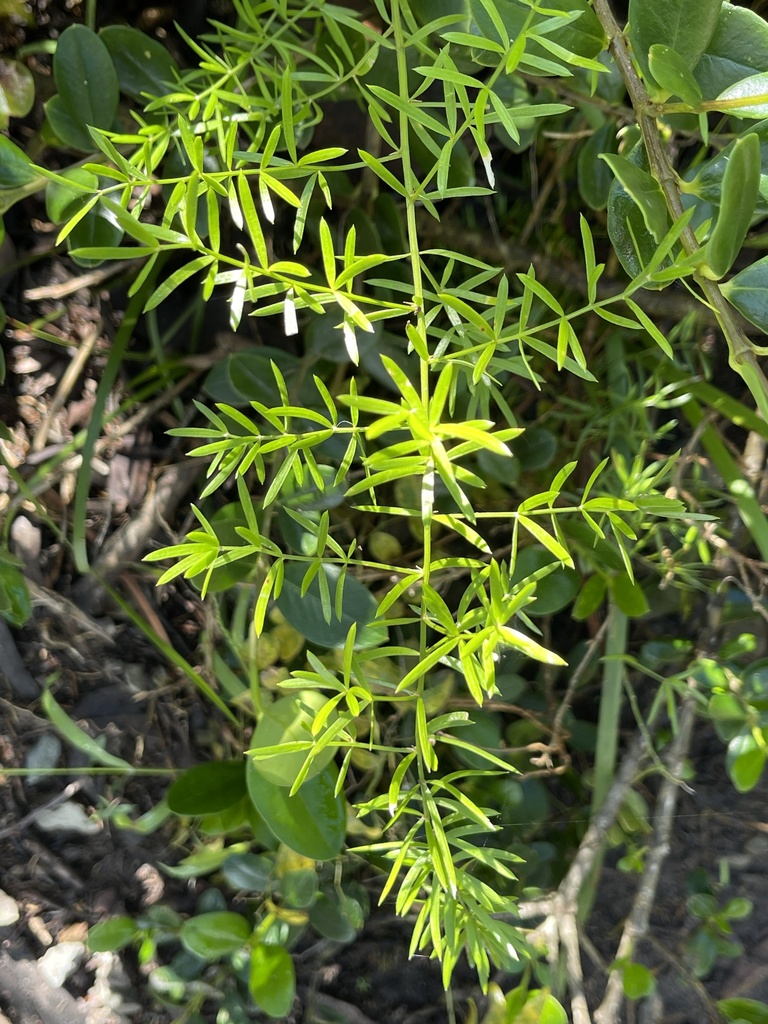 African Asparagus from Merimbula, NSW, AU on October 22, 2021 at 10:06 ...