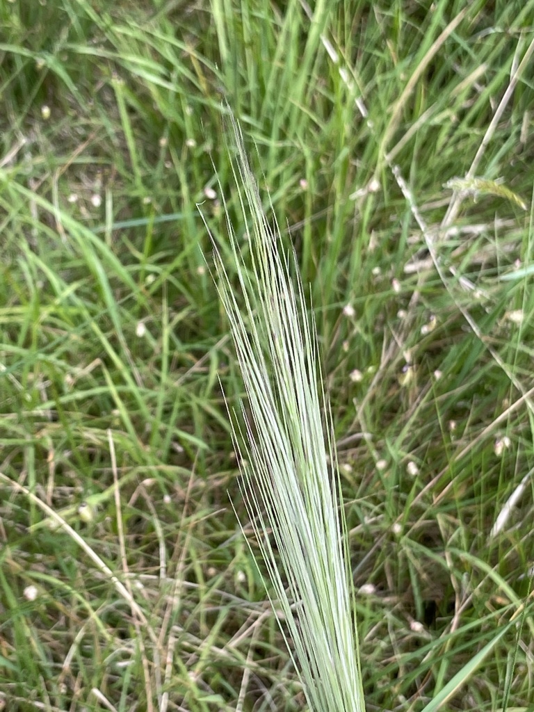 Austrostipa from Boundary East Track, Frankston South, VIC, AU on ...