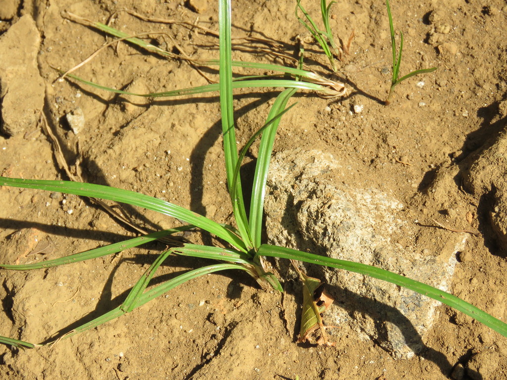 Purple nutsedge (Cyperus rotundus) - Botanical Realm