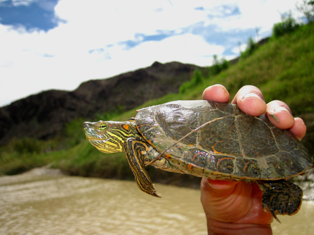 Trachemys gaigeae (Крокодилы и черепахи) · iNaturalist