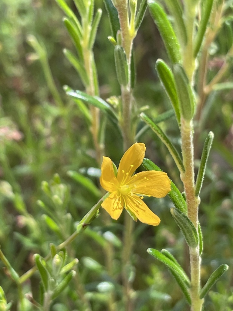 Small St John's Wort from Casuarina Drive, Frankston South, VIC, AU on ...