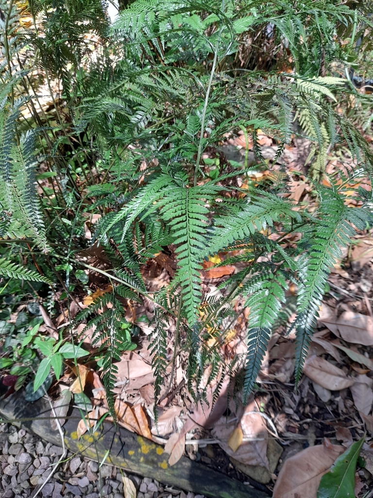 ferns from West Mackay QLD 4740, Australia on October 22, 2021 at 09:50 ...