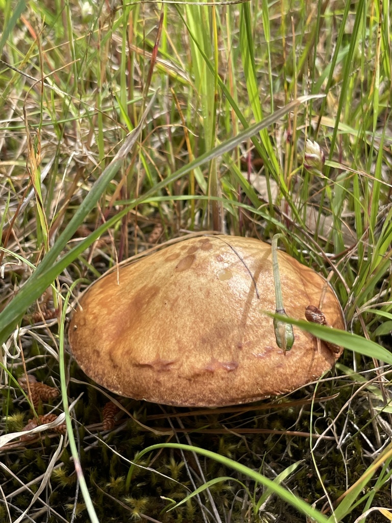 Slippery Jacks from Boundary East Track, Frankston South, VIC, AU on ...