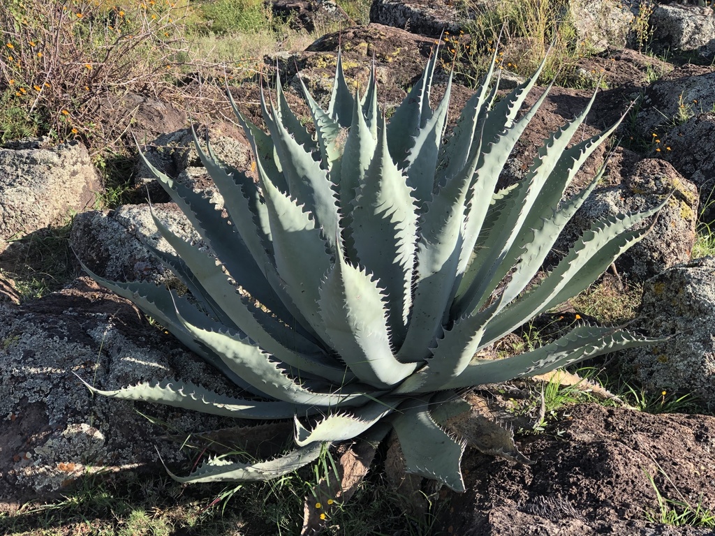 Agave durangensis from Nombre de Dios, DGO, MX on October 16, 2021 at ...