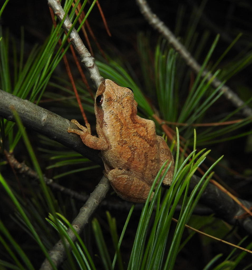 Spring Peeper from Cabin, Chippewa County, MI, USA on October 13, 2021 ...