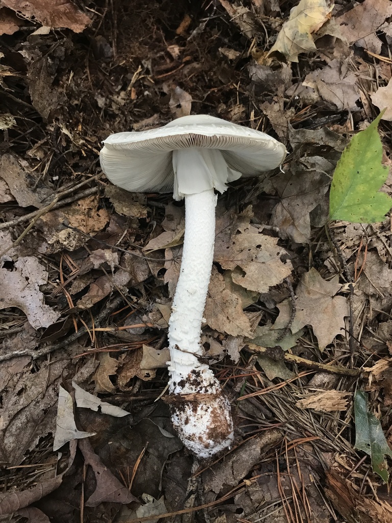 Pink-Gilled Destroying Angel from Nashville, IN, US on October 21, 2021 ...