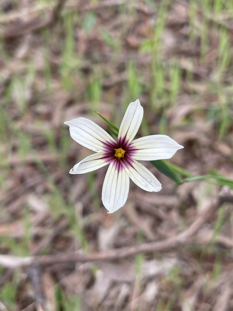 Blue Pigroot from Kookaboora Bush Circuit, Frankston South, VIC, AU on ...