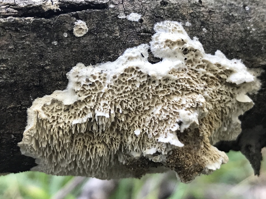 Milk-white Toothed Polypore from LaBagh Woods, Chicago, IL, US on ...