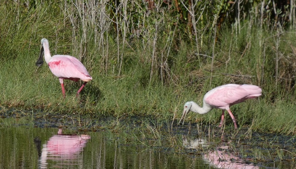 Roseate Spoonbill from Florida, Brevard, Merritt Island National ...