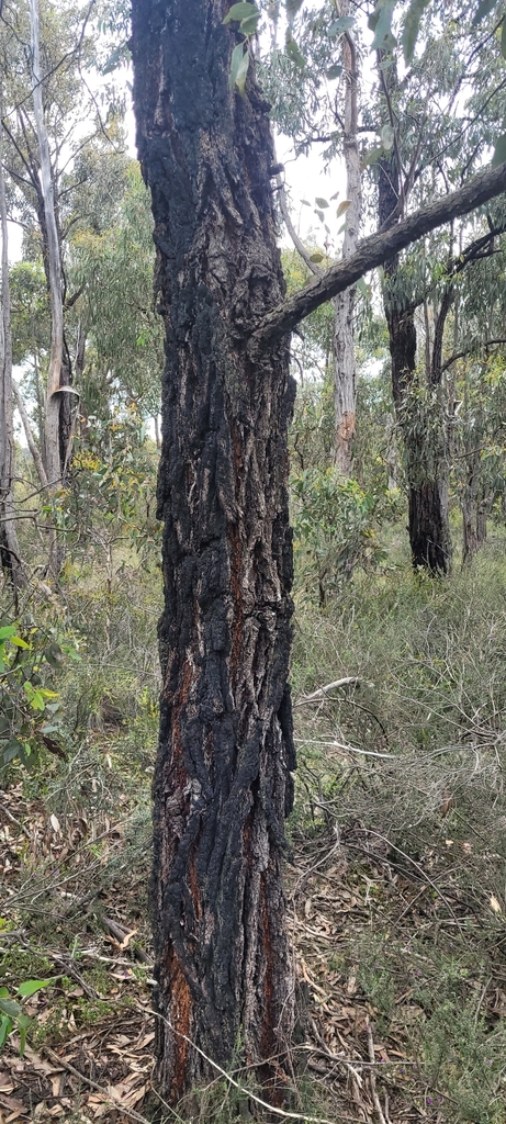 Red Ironbark from Lerderderg VIC 3458, Australia on October 22, 2021 at ...