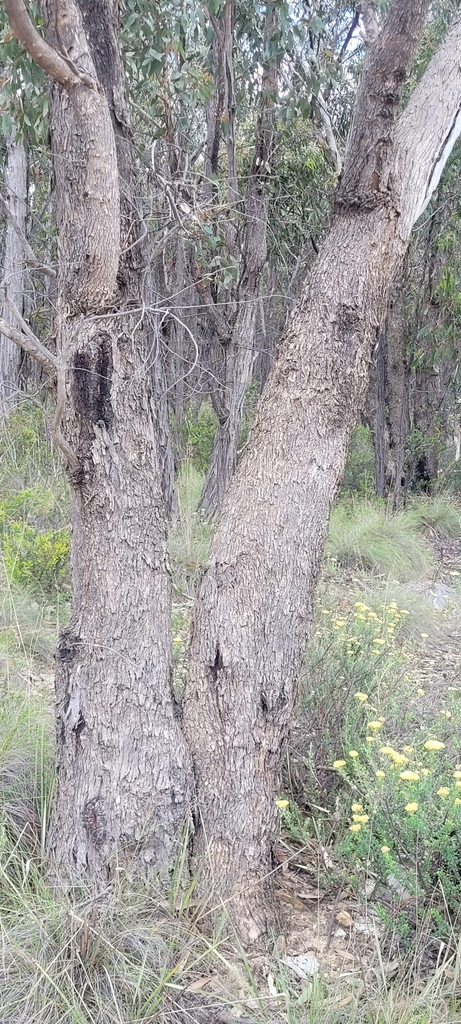 Long-leaved Box from Lerderderg VIC 3458, Australia on October 22, 2021 ...