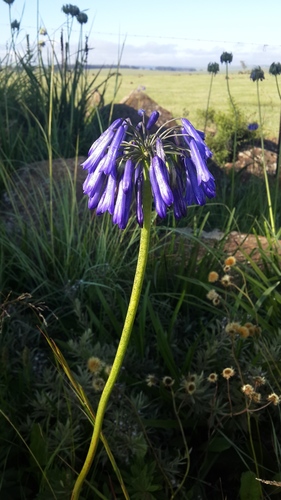 Subspecies Agapanthus inapertus parviflorus · iNaturalist