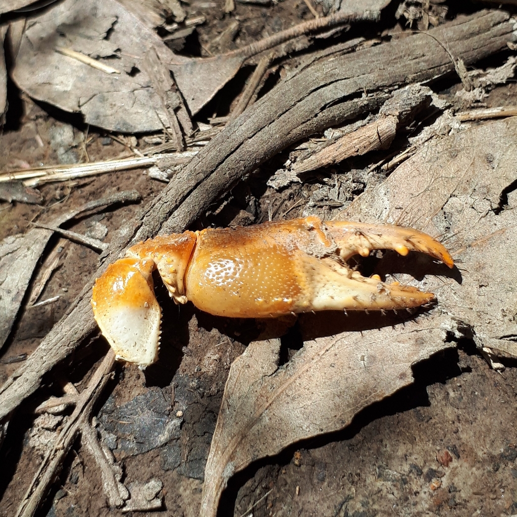 Tubercle Burrowing Crayfish from Emerald VIC 3782, Australia on October ...