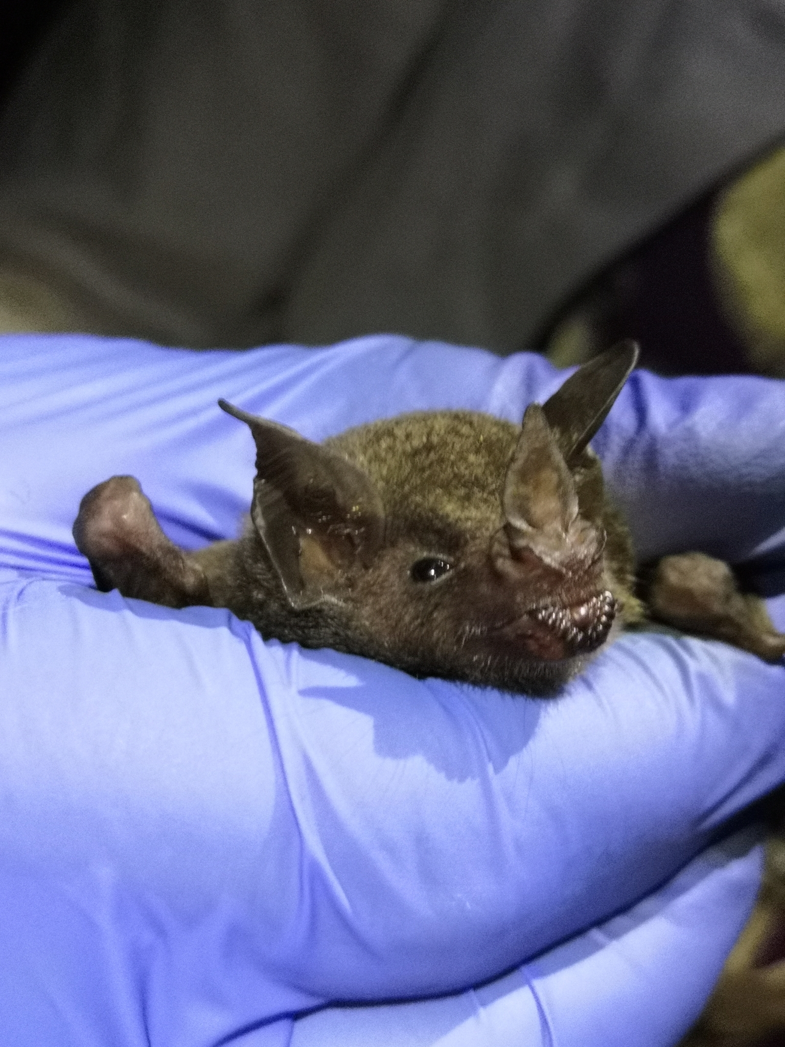 Carollia perspicillata (Linnaeus, 1758)