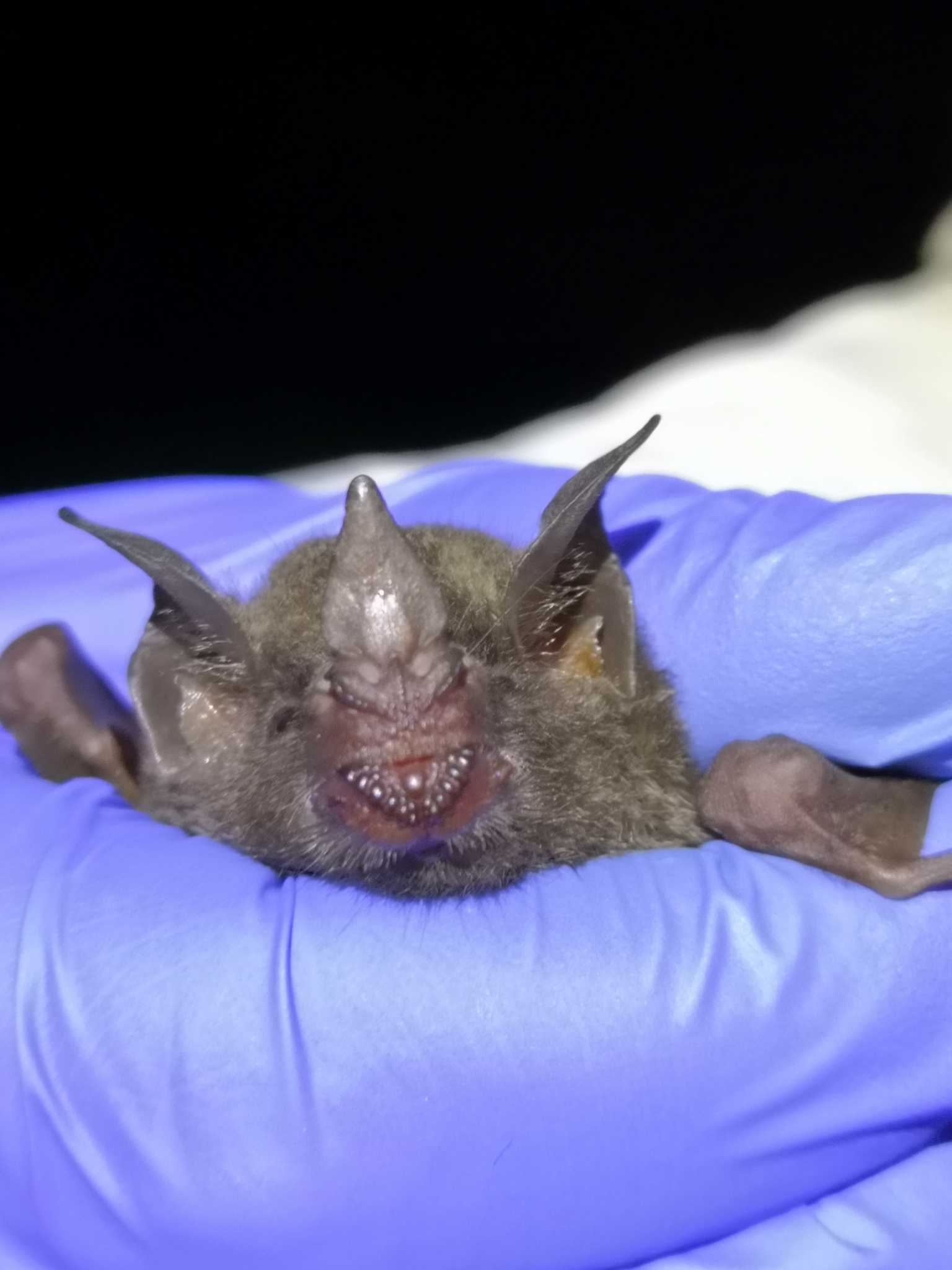 Carollia perspicillata (Linnaeus, 1758)