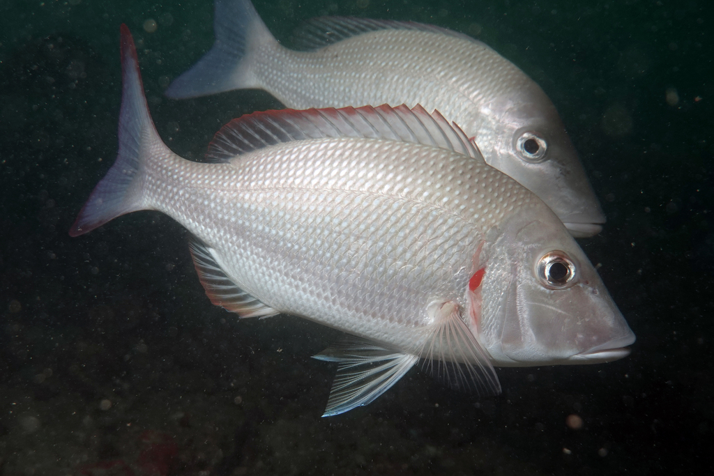 Redspot Emperor (RoH Dead COTS Predators and COTS Predators of Unknown ...