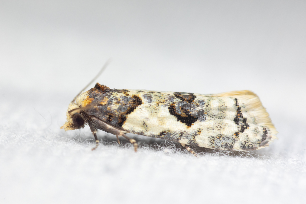 Henricus infernalis from Marble Canyon, Thompson-Nicola, British ...