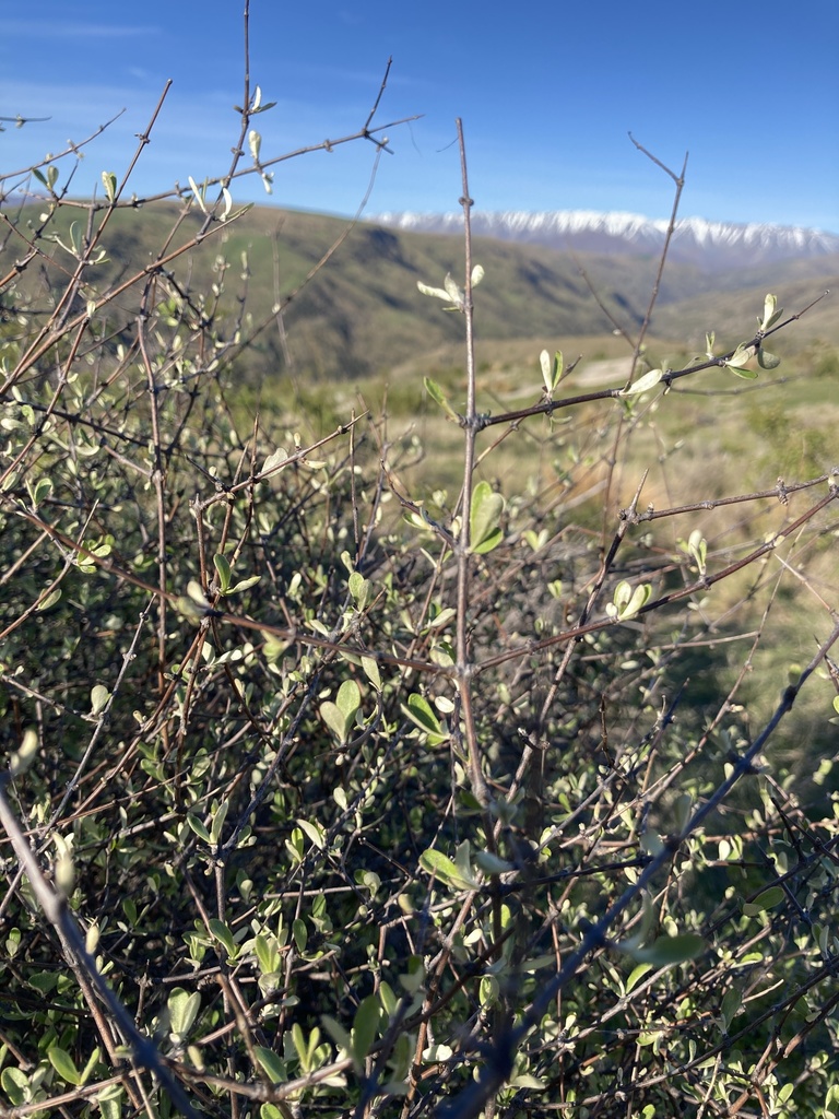 Olearia odorata from Central Otago, Lindis Valley, Otago, NZ on October ...