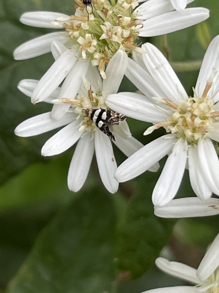 Metallic Sedge Moth from Frankston South, VIC, AU on October 22, 2021 ...