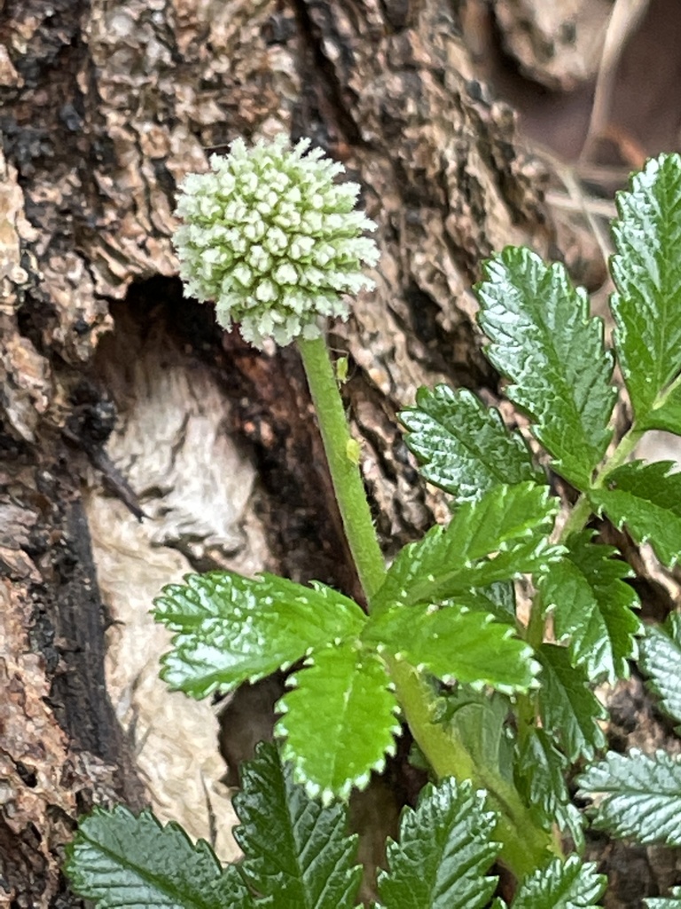 Biddy-biddy from Frankston South, VIC, AU on October 22, 2021 at 04:43 ...