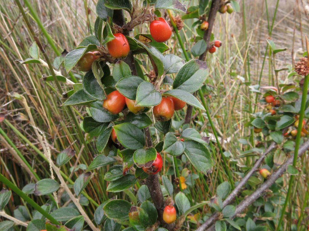 Himalayan cotoneaster (Cotoneaster simonsii) - Botanical Realm