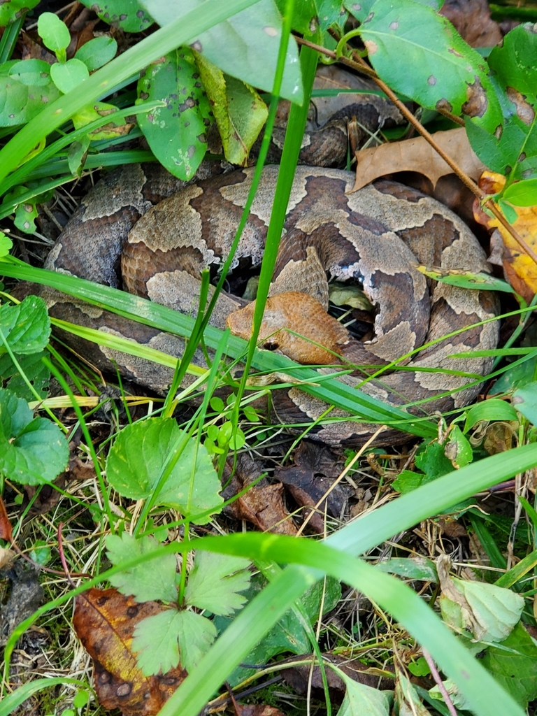 Eastern Copperhead from Portsmouth, OH 45663, USA on October 12, 2021 ...