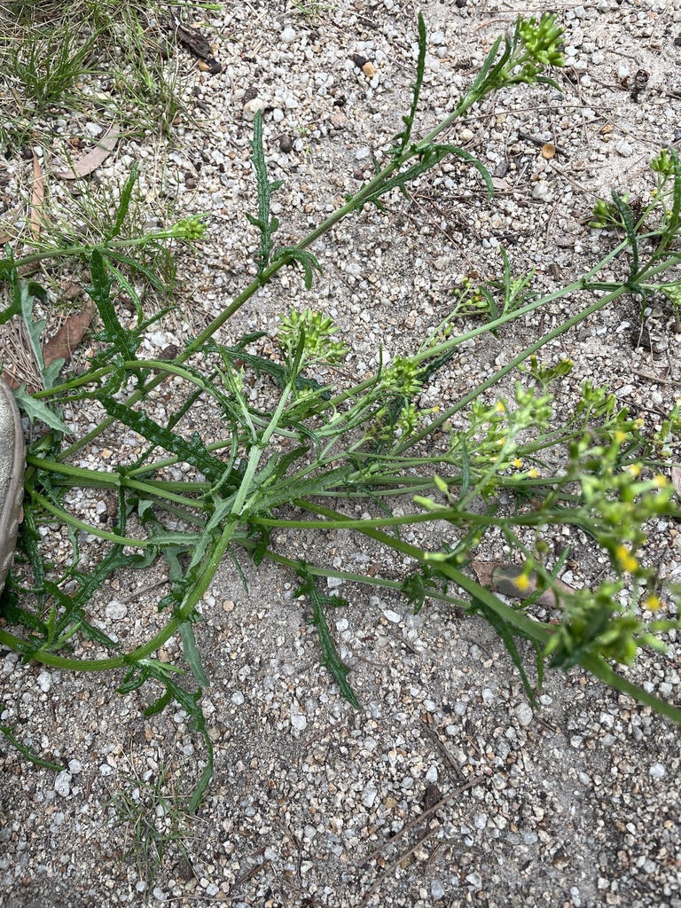 common groundsel from Frankston South, VIC, AU on October 22, 2021 at ...