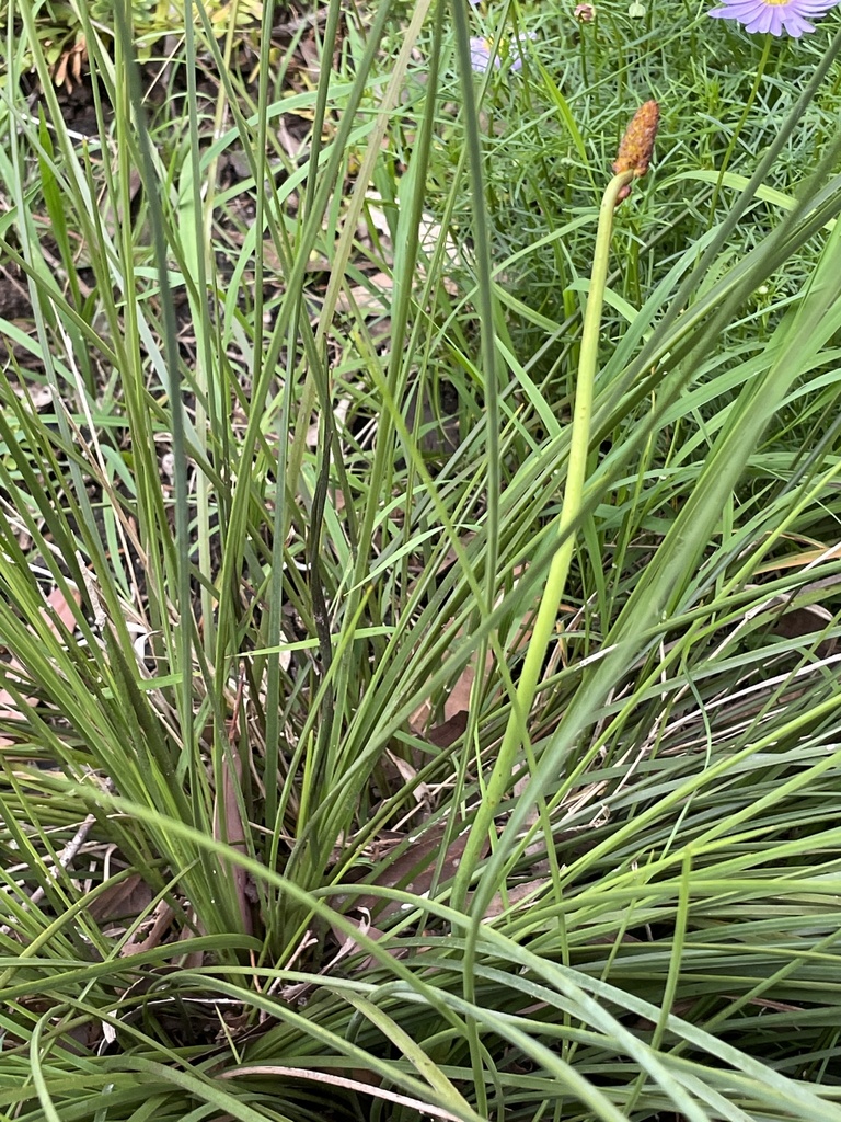 Small Grass-tree from Frankston South, VIC, AU on October 22, 2021 at ...