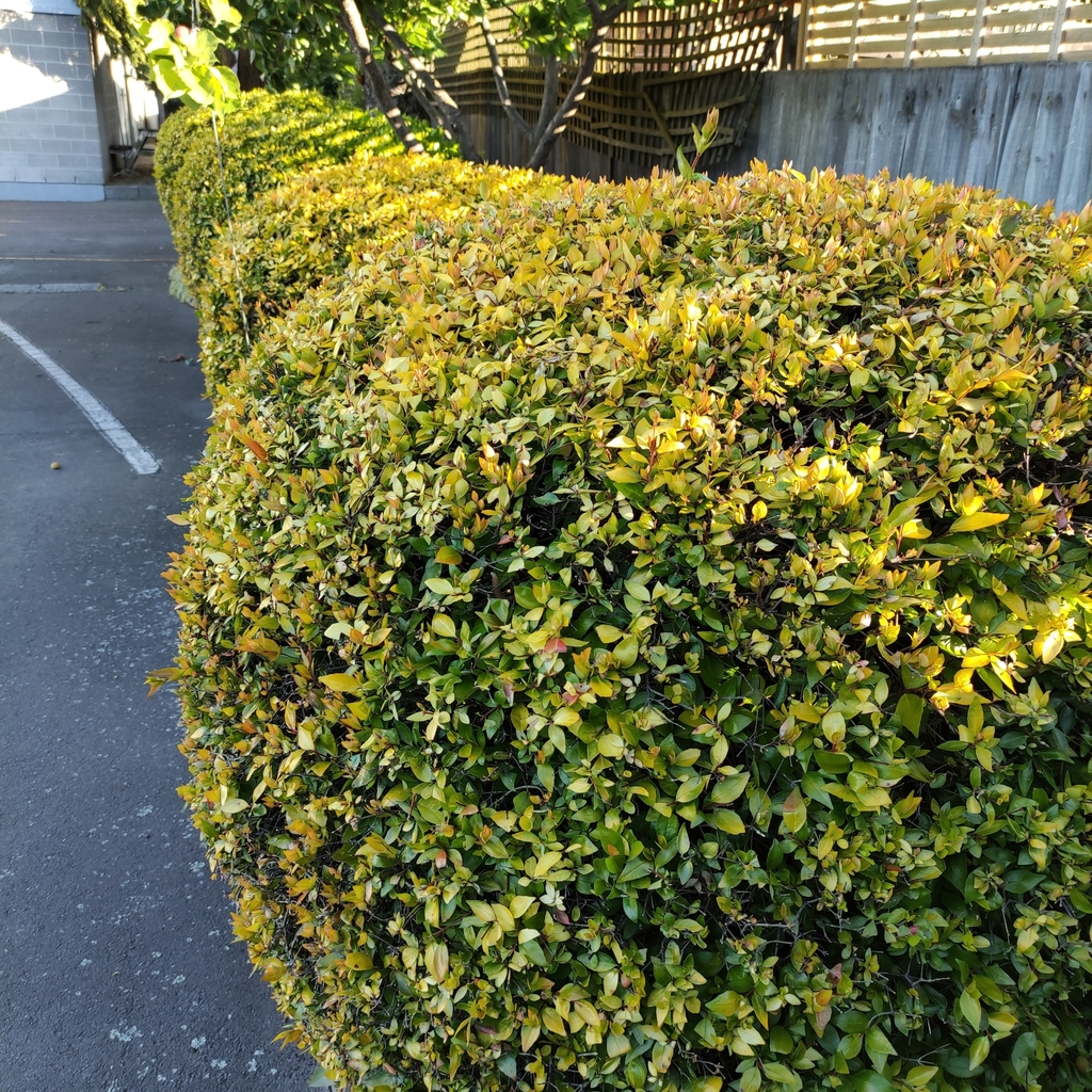 plants from Whiteleigh Ave near Barrington St, Addington, Christchurch ...