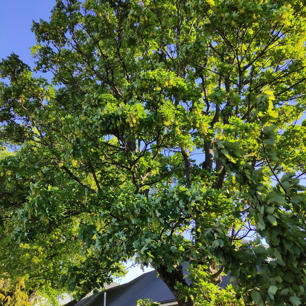 maples from Whiteleigh Ave near Barrington St, Addington, Christchurch ...