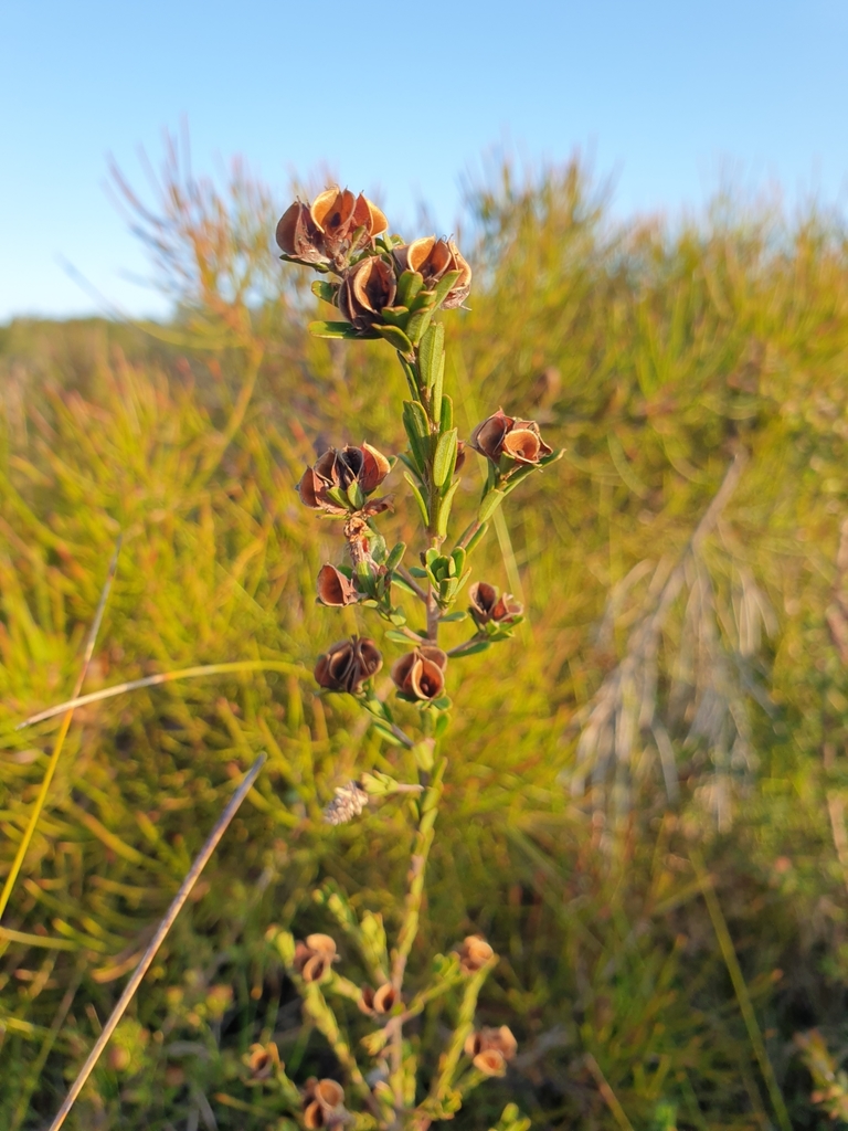 Pultenaea retusa from Arrawarra Headland NSW 2456, Australia on October ...