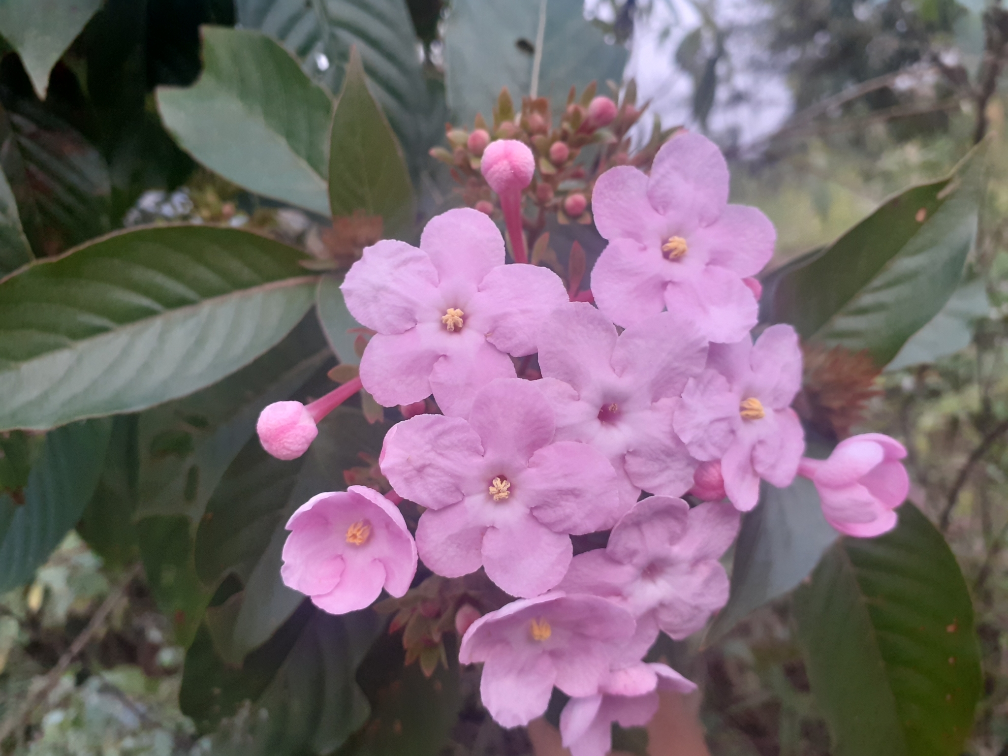 Luculia gratissima (Wall.) Sweet