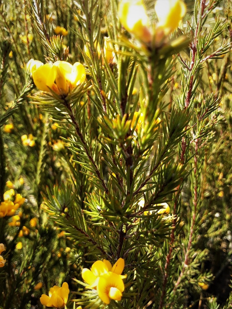 sandpaper bush-pea from Marrangaroo NSW 2790, Australia on October 22 ...