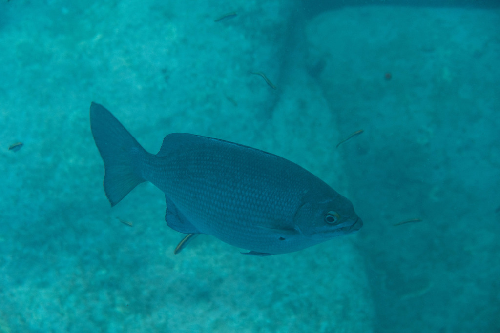 Highfin Chub (Fishes of Cabbage Tree Bay Aquatic Reserve, Sydney ...