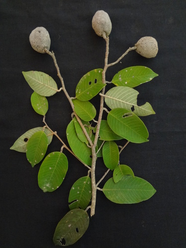 Parinari brasiliensis · iNaturalist