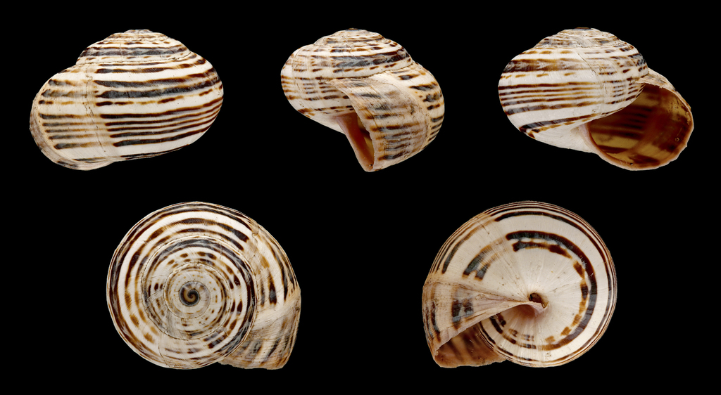 White Italian Snail (Madeira Snails) · iNaturalist