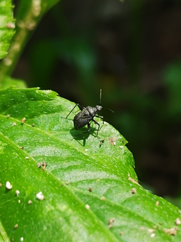 Proboscidocoris from Pilicode, Kerala, India on October 21, 2021 at 12: ...