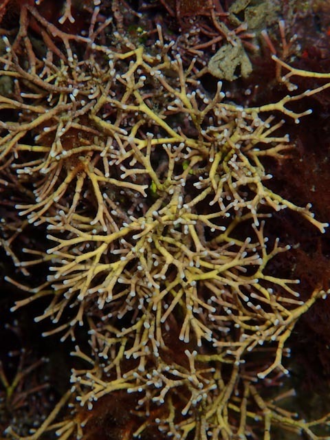 Red Coralline Algae (Jania) - Botanical Realm
