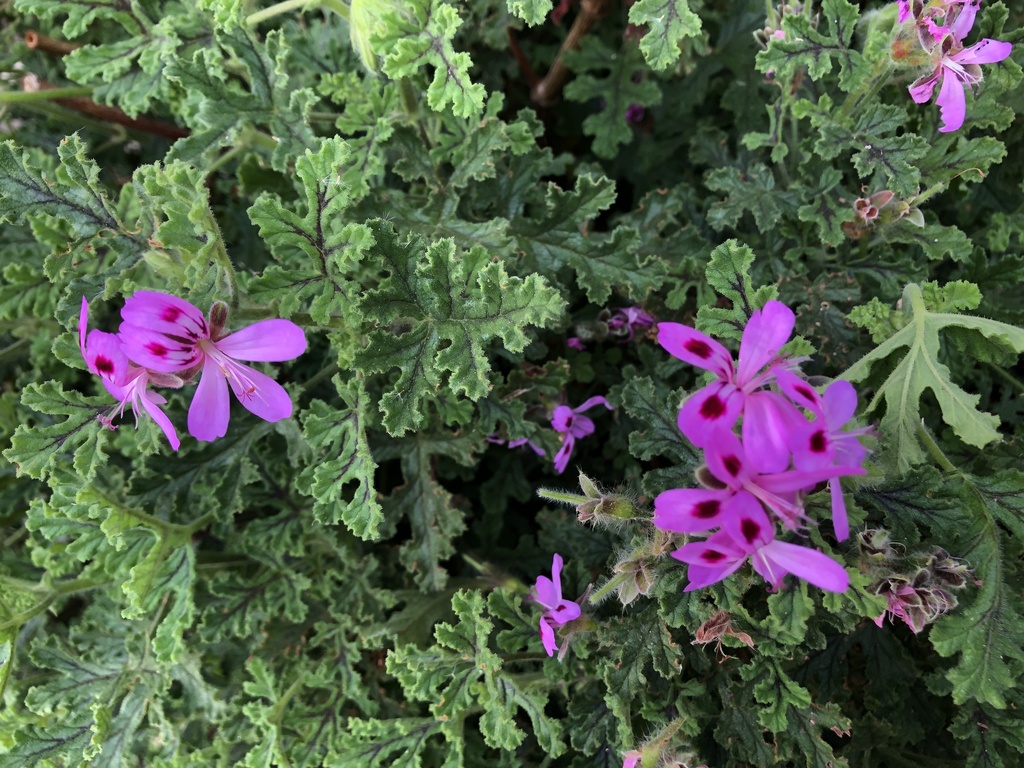 oak-leaved geranium from Boland Mountain Complex, Betty's Bay, WC, ZA ...