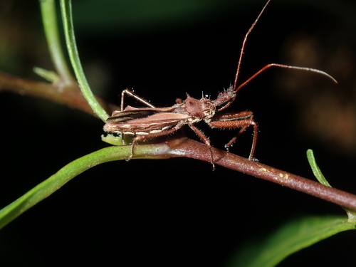 Veledella raptrix · iNaturalist