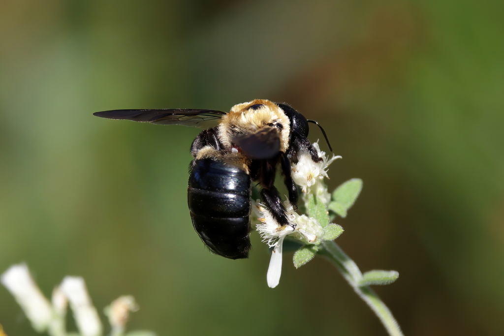 Eastern Carpenter Bee from Mississippi Sandhill Crane National Wildlife ...