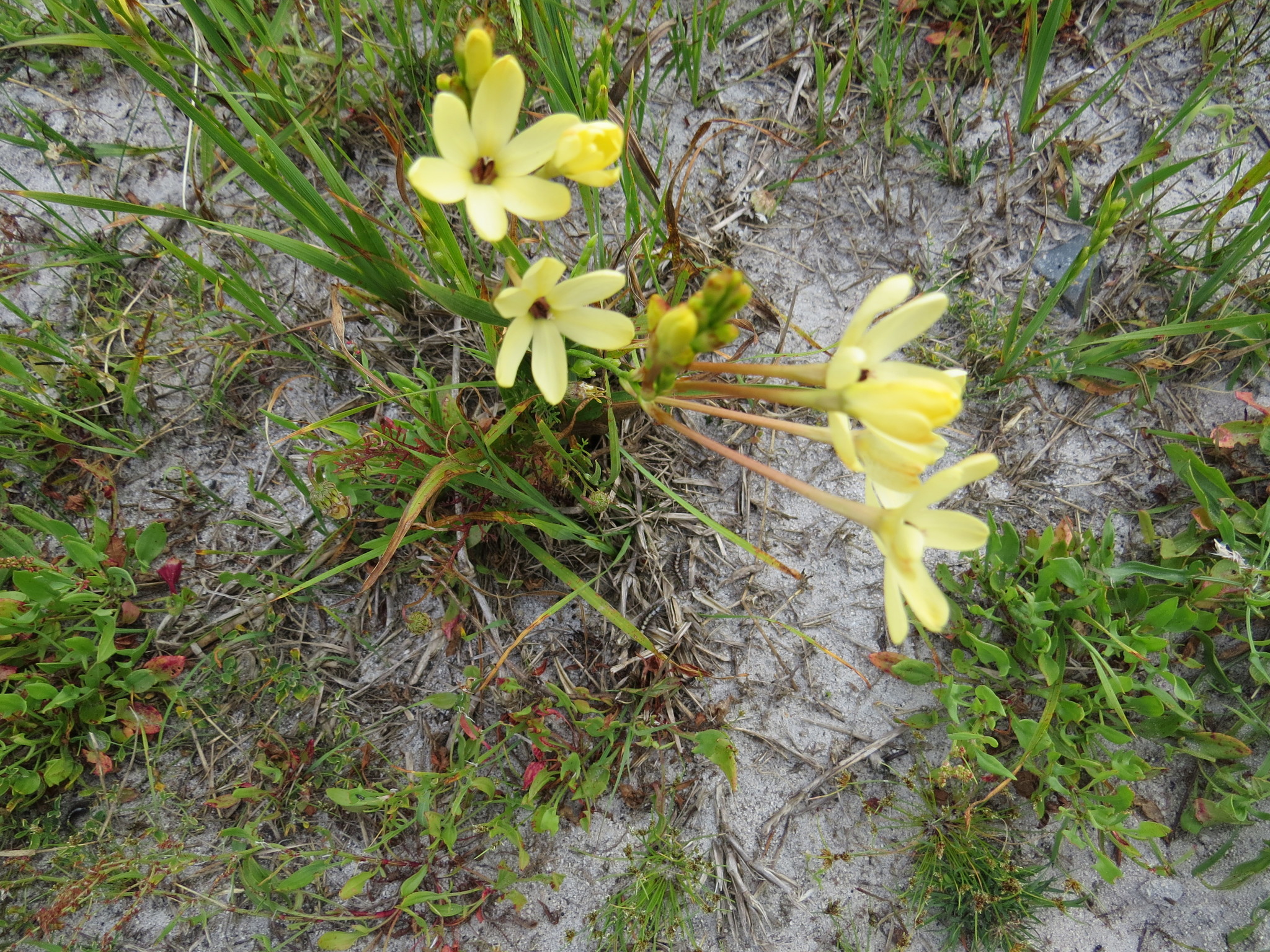 Ixia paniculata D.Delaroche
